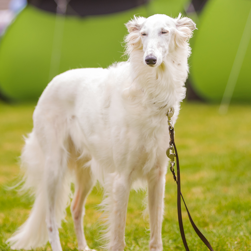 Silken Windhound And Windsprite Facts Wisdom Panel Dog Breeds